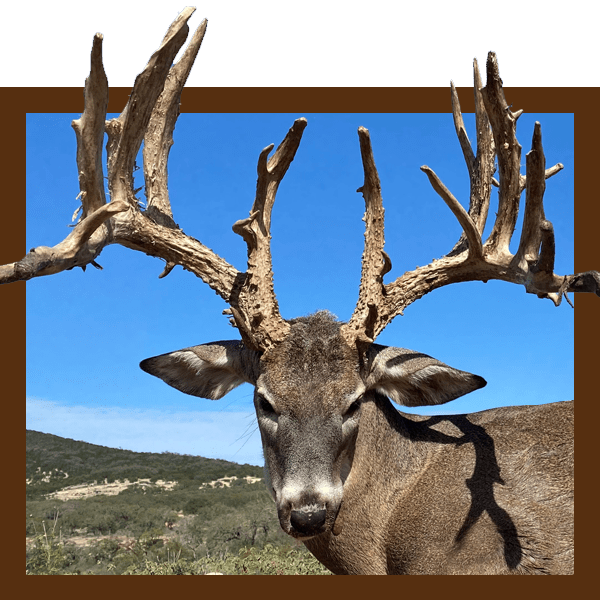 Texas Whitetail Deer Hunts, Hunt Exotics too - Nocona Ranch